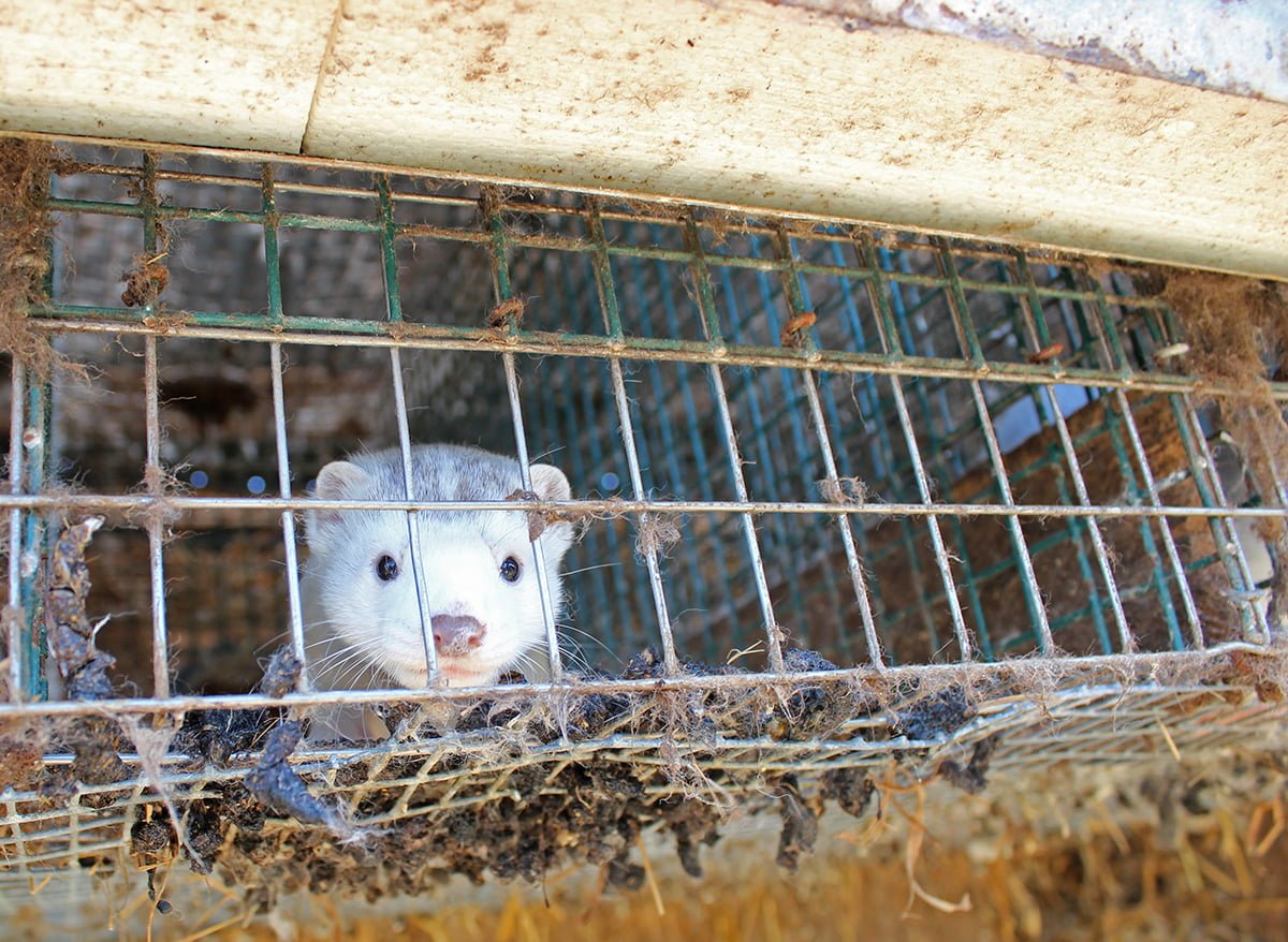 MInkkitarhojen testaus on huonolla tolalla Suomessa | Animalia