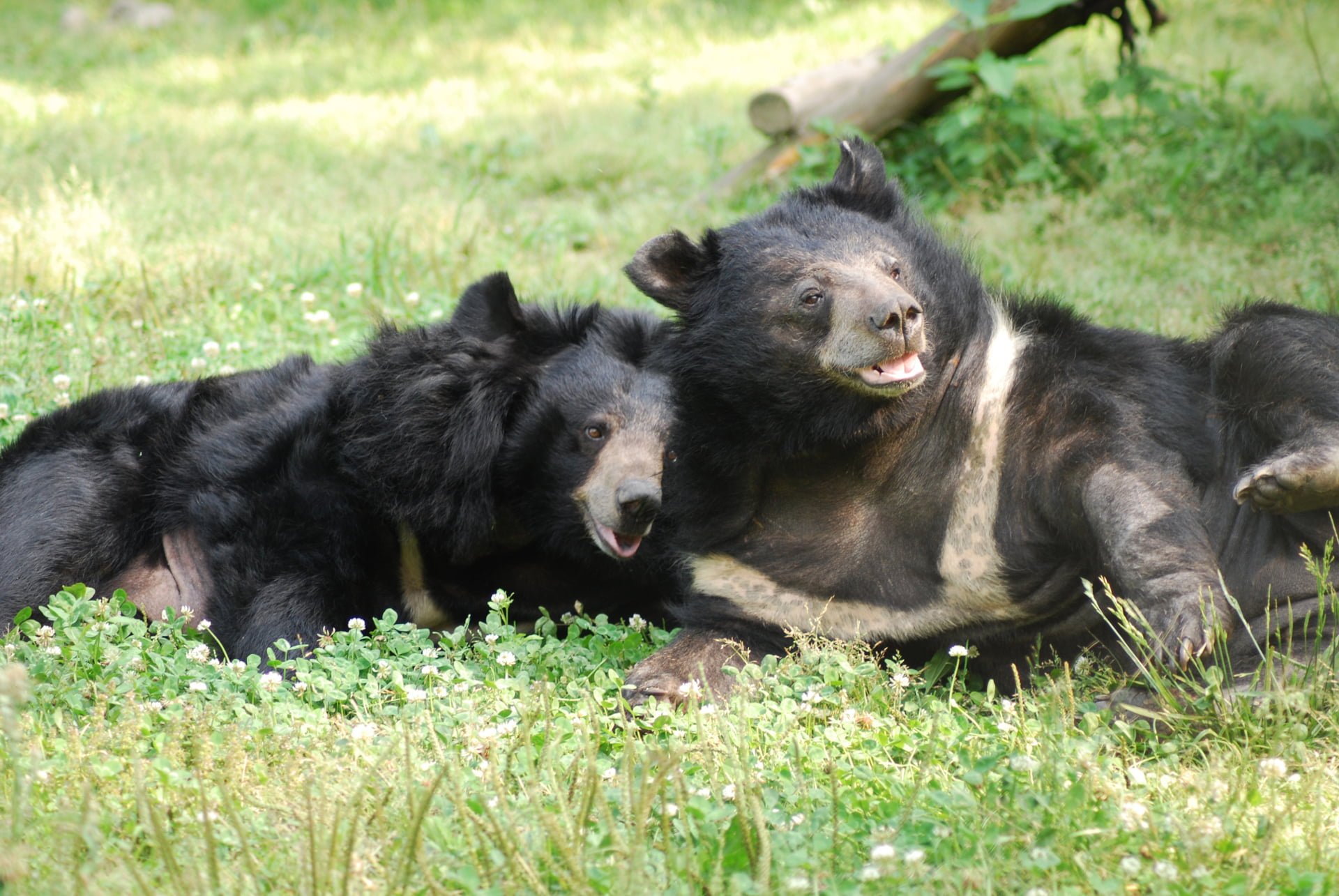 Animalian karhuryhmä auttaa entisiä sappikarhuja | Animalia